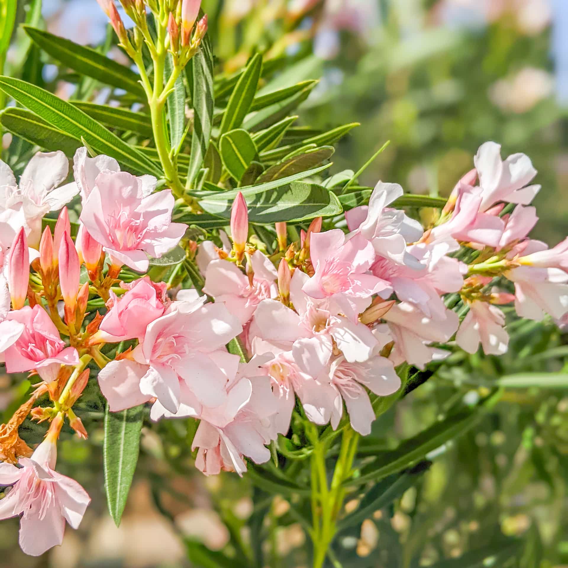Dwarf Oleander Pink | Shrubs | Moon Valley Nurseries