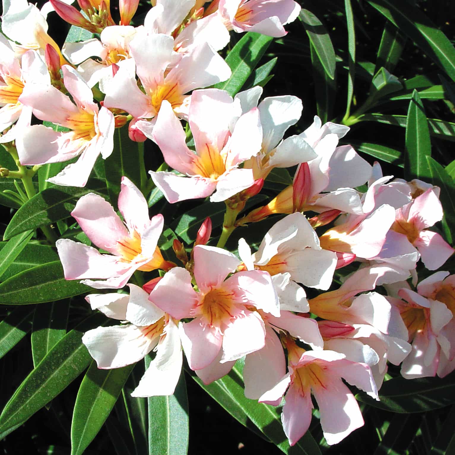 Dwarf Oleander Salmon | Shrubs | Moon Valley Nurseries