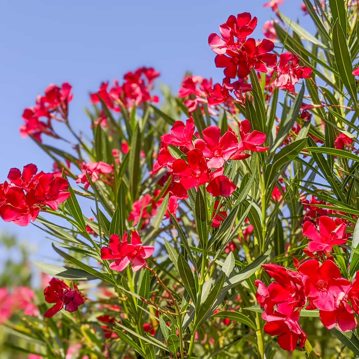 Oleander | Hedges | Moon Valley Nurseries