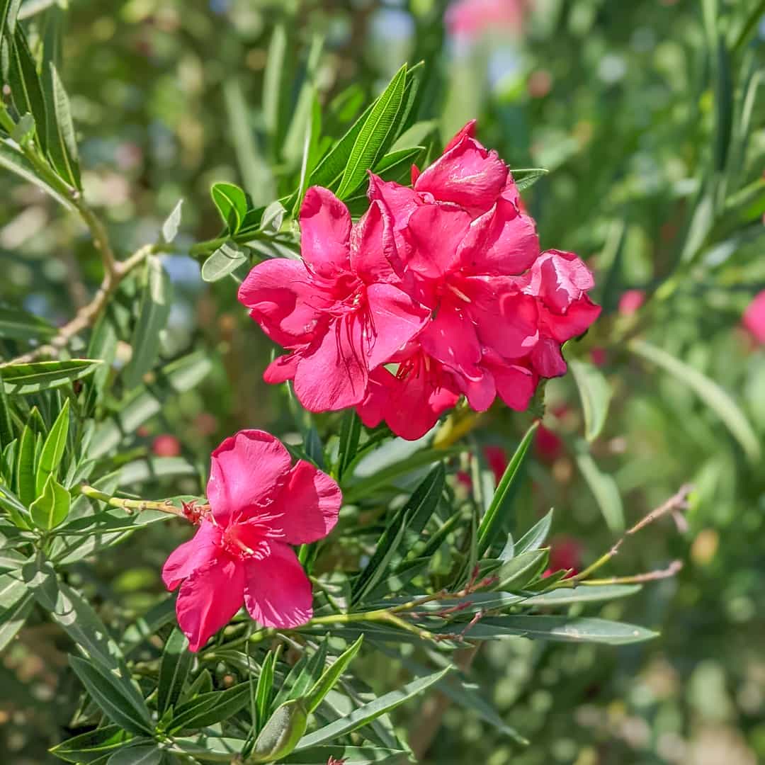 Dwarf Oleander Red | Shrubs | Moon Valley Nurseries