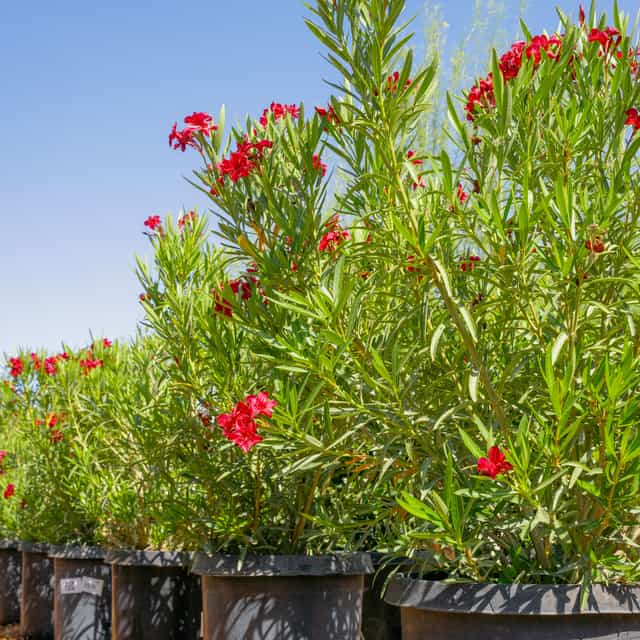 Oleander | Hedges | Moon Valley Nurseries