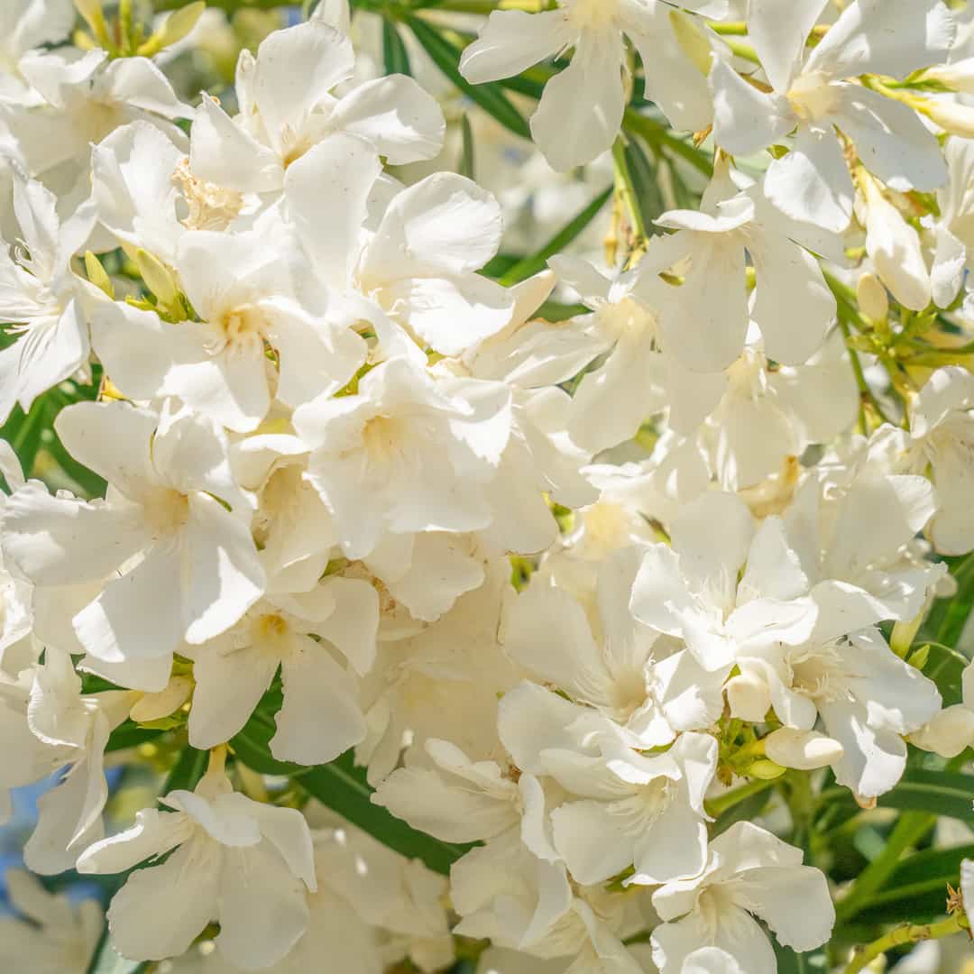Oleander | Hedges | Moon Valley Nurseries