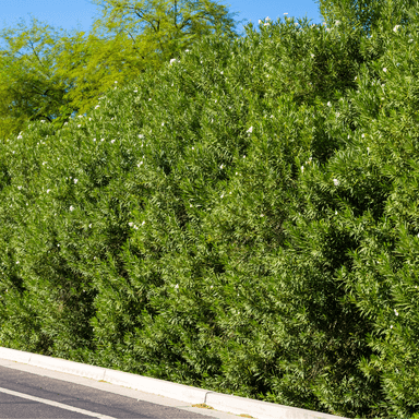 Oleander | Hedges | Moon Valley Nurseries