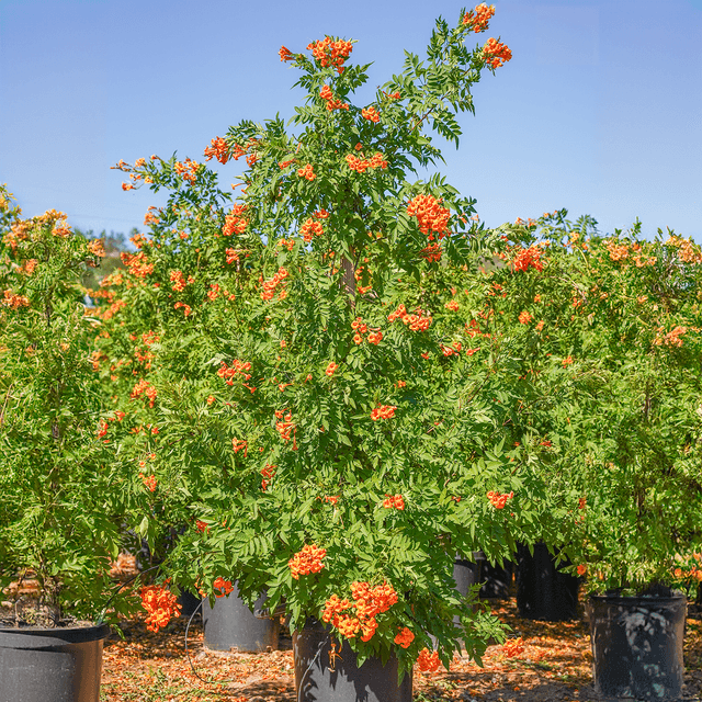 Orange Jubilee Tree | Flowering Trees | Moon Valley Nurseries