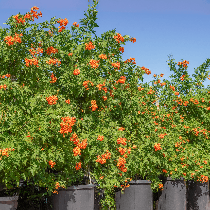 Orange Jubilee | Hedges | Moon Valley Nurseries