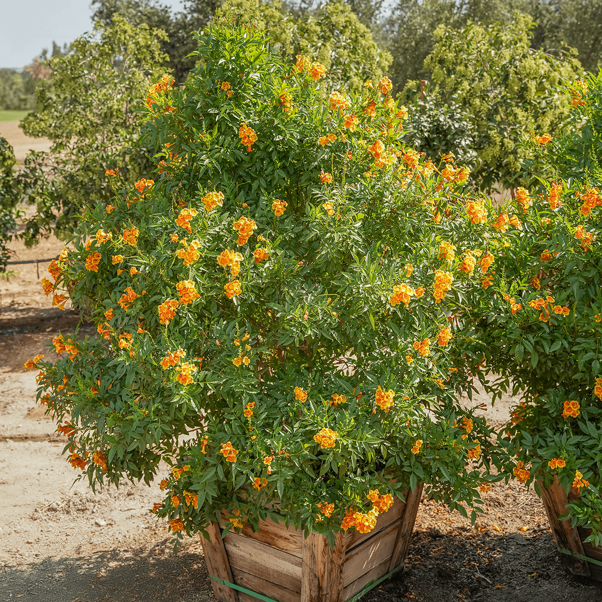 Orange Jubilee | Hedges | Moon Valley Nurseries