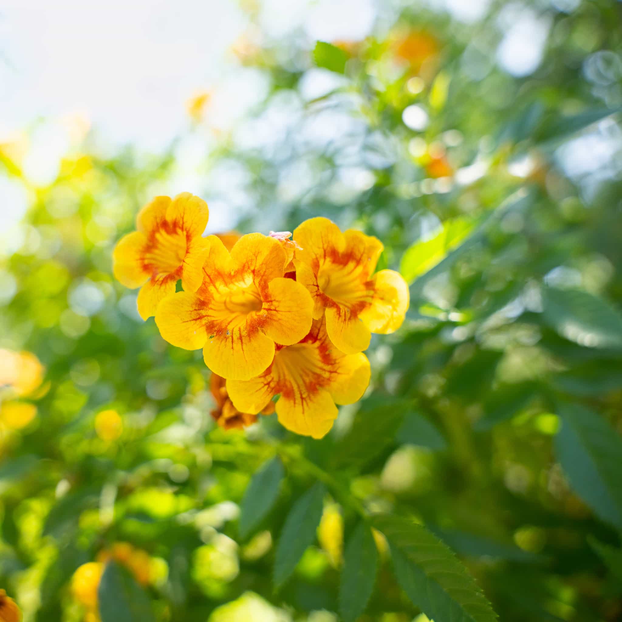 Orange Jubilee Tree | Flowering Trees | Moon Valley Nurseries
