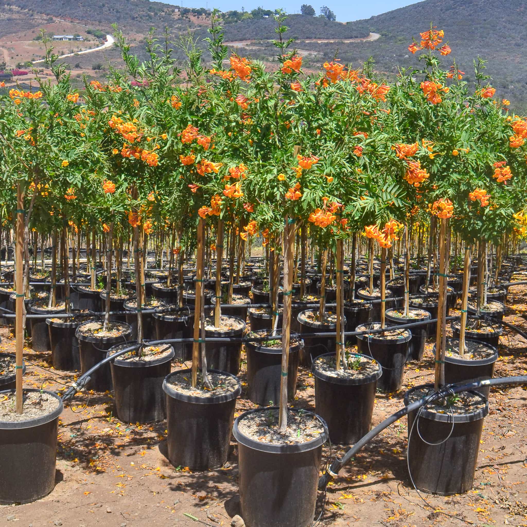 Orange Jubilee Tree | Flowering Trees | Moon Valley Nurseries