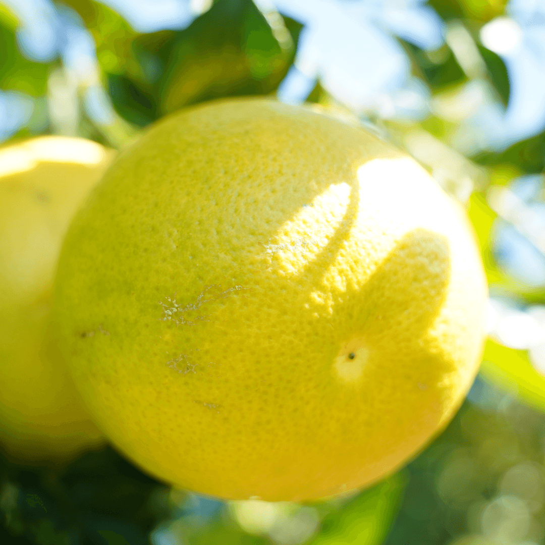 Sweet Orange Tree | Citrus and Fruit | Moon Valley Nurseries