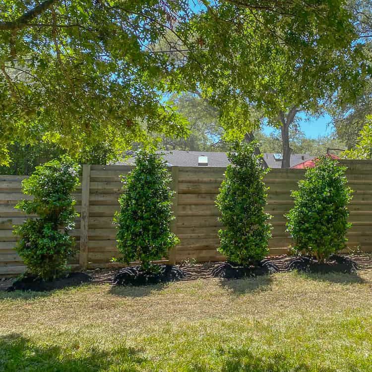 Wax Leaf Privet | Hedge Trees | Moon Valley Nurseries