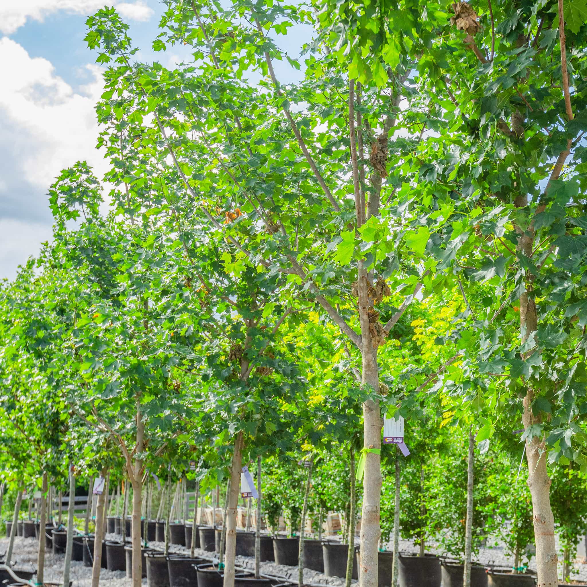 Pacific Sunset® Maple | Fast Growers | Moon Valley Nurseries