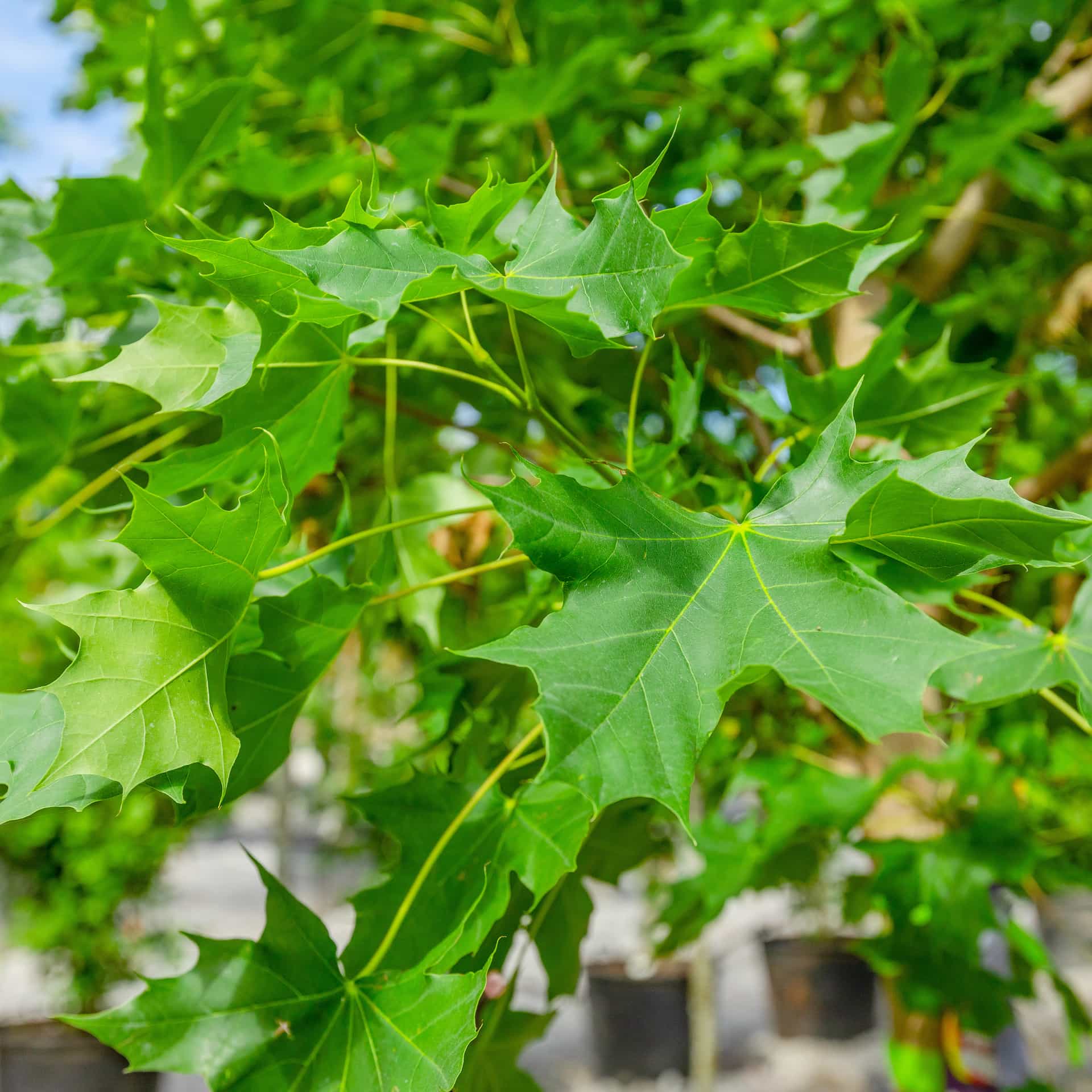 Pacific Sunset® Maple | Fast Growers | Moon Valley Nurseries