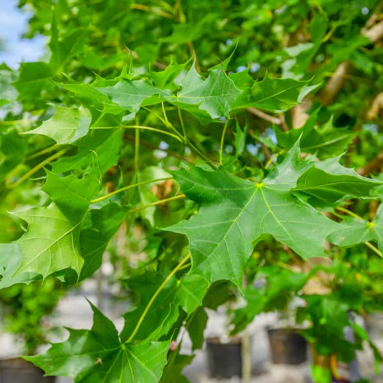 Pacific Sunset® Maple | Fast Growers | Moon Valley Nurseries