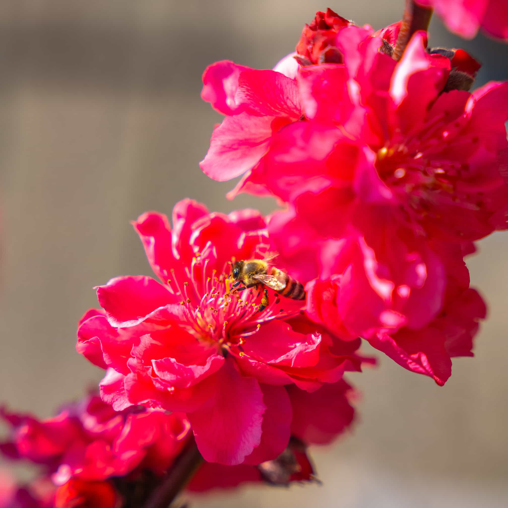 Moon Valley Nurseries