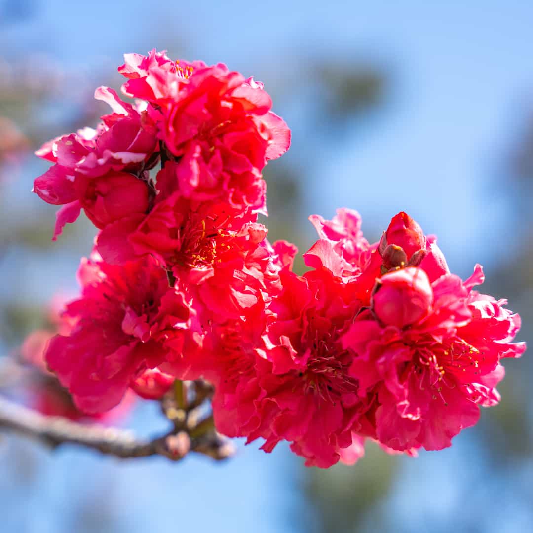 Red Baron Peach | Citrus and Fruit | Moon Valley Nurseries