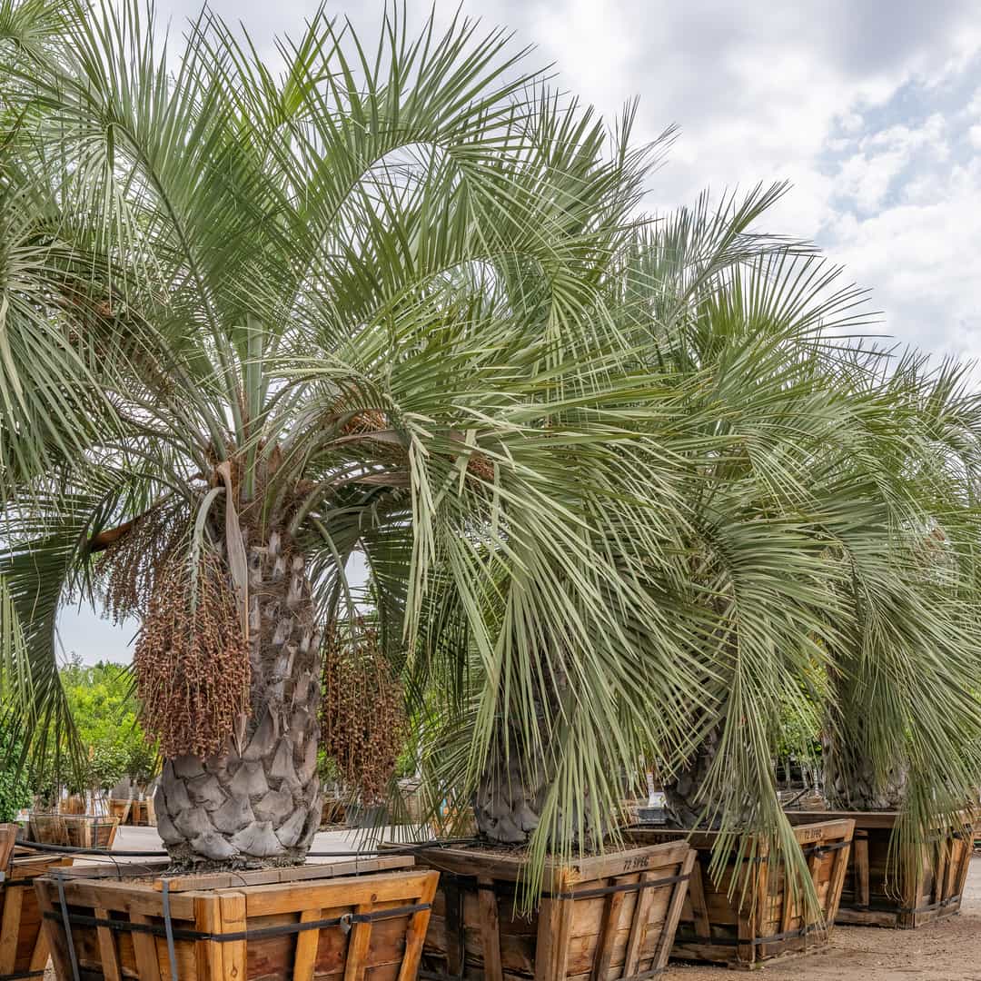 Pindo Palm | Palm Tree | Moon Valley Nurseries
