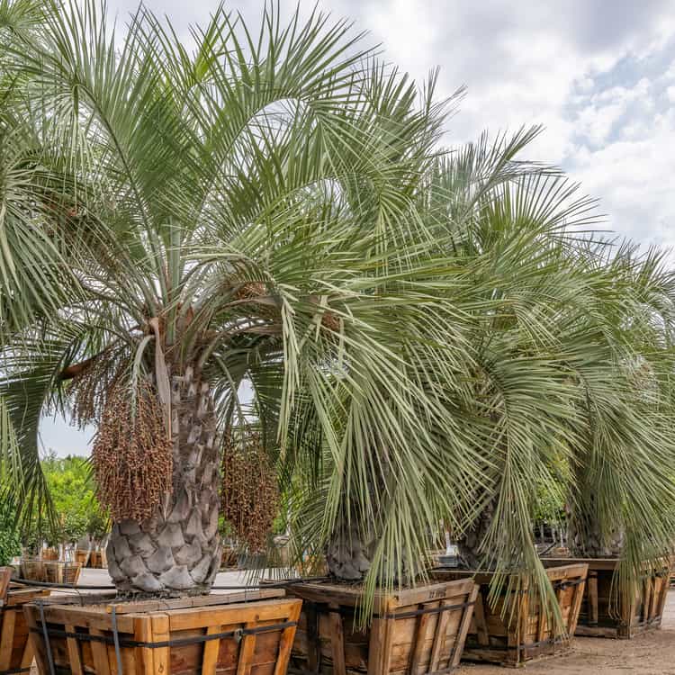 Pindo Palm | Palm Tree | Moon Valley Nurseries