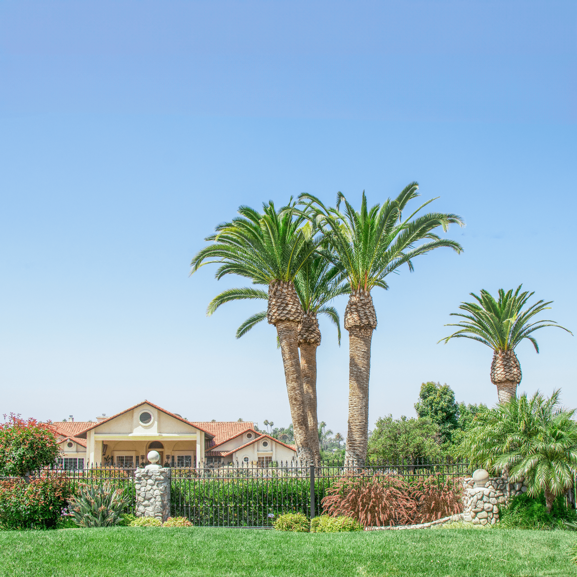 Shop Pineapple Palm Tree at Moon Valley Nurseries