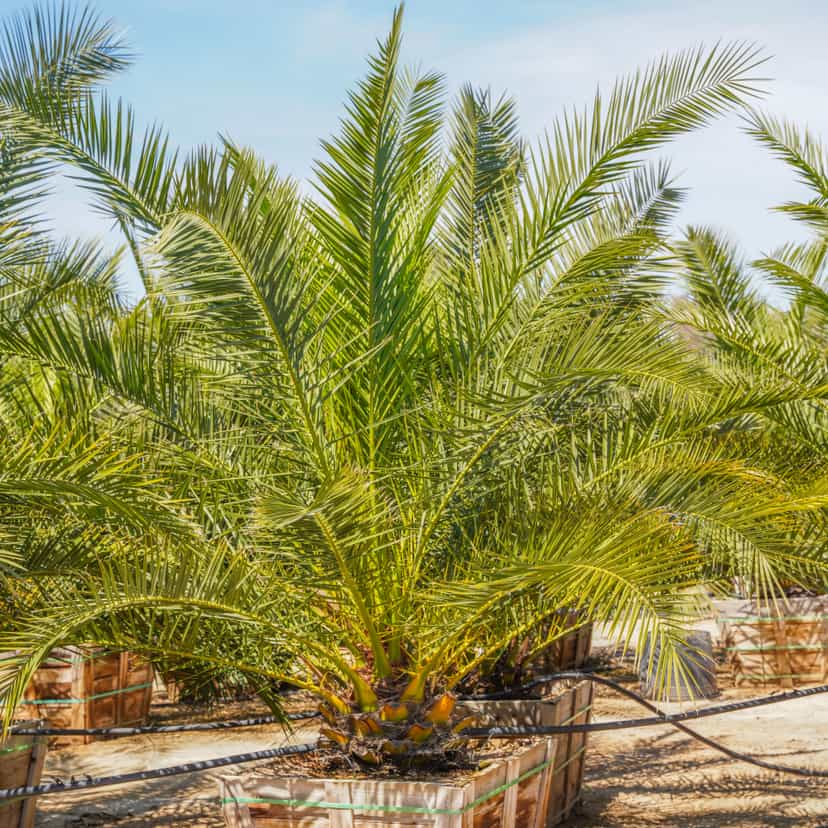 Shop Pineapple Palm Tree at Moon Valley Nurseries