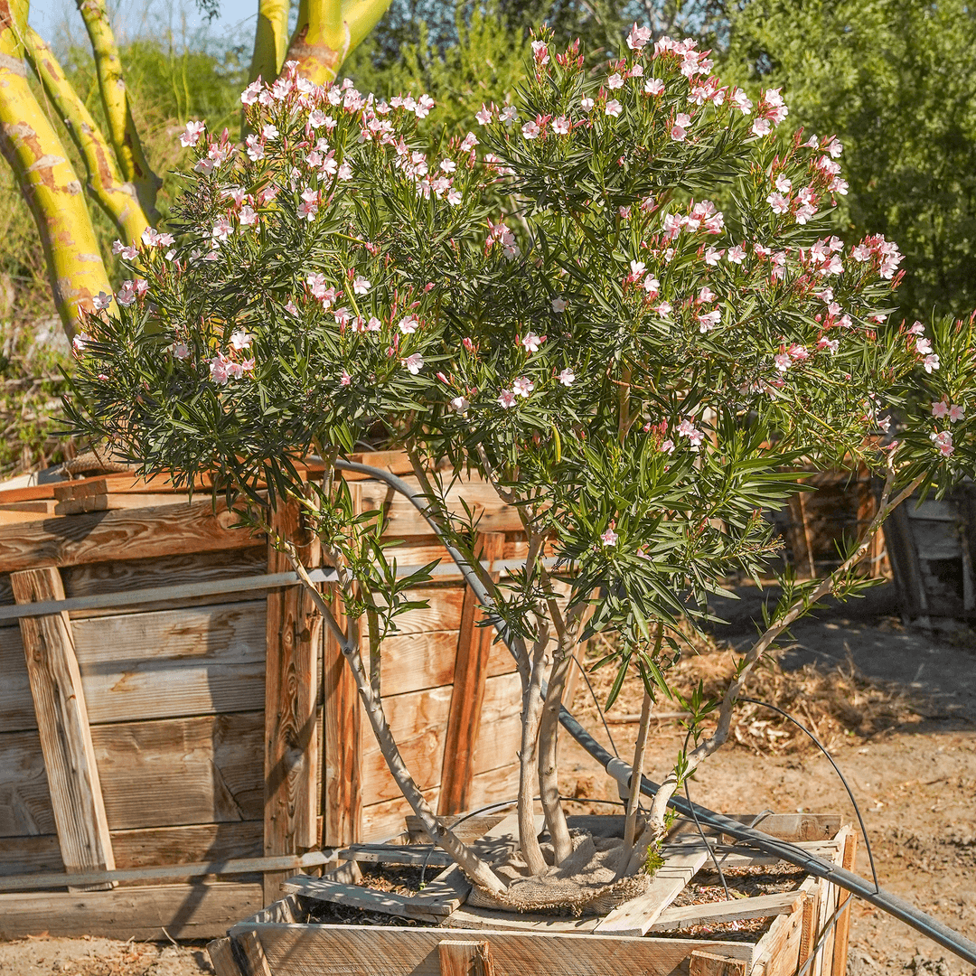 Dwarf Oleander Pink | Shrubs | Moon Valley Nurseries