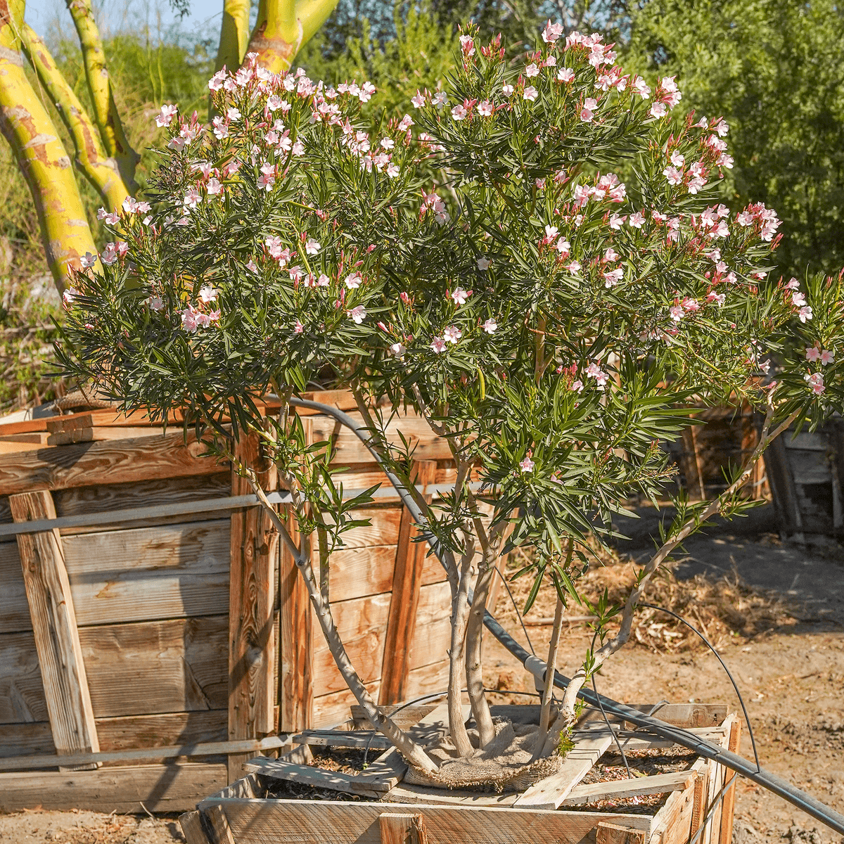 Oleander | Hedges | Moon Valley Nurseries