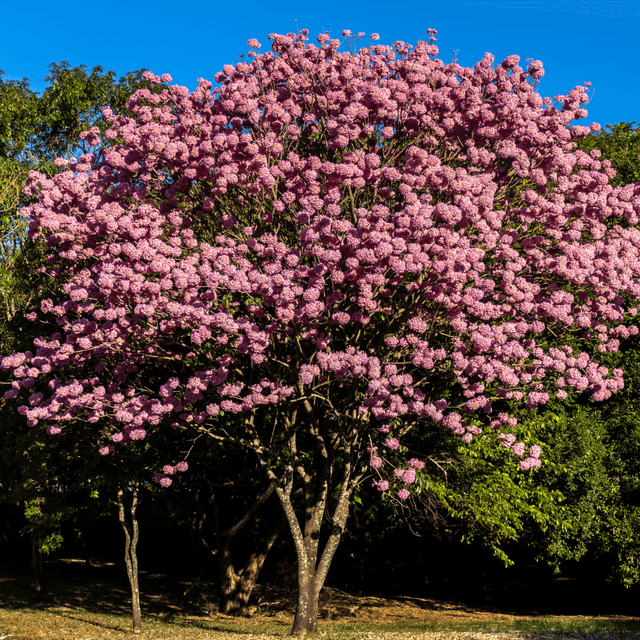 Pink Trumpet Tree | Flowering Shade Trees | Moon Valley Nurseries