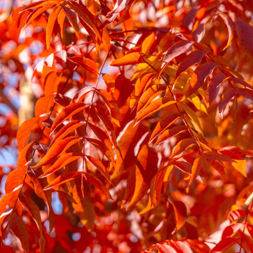 Red Push Pistache | Fast Growers | Moon Valley Nurseries