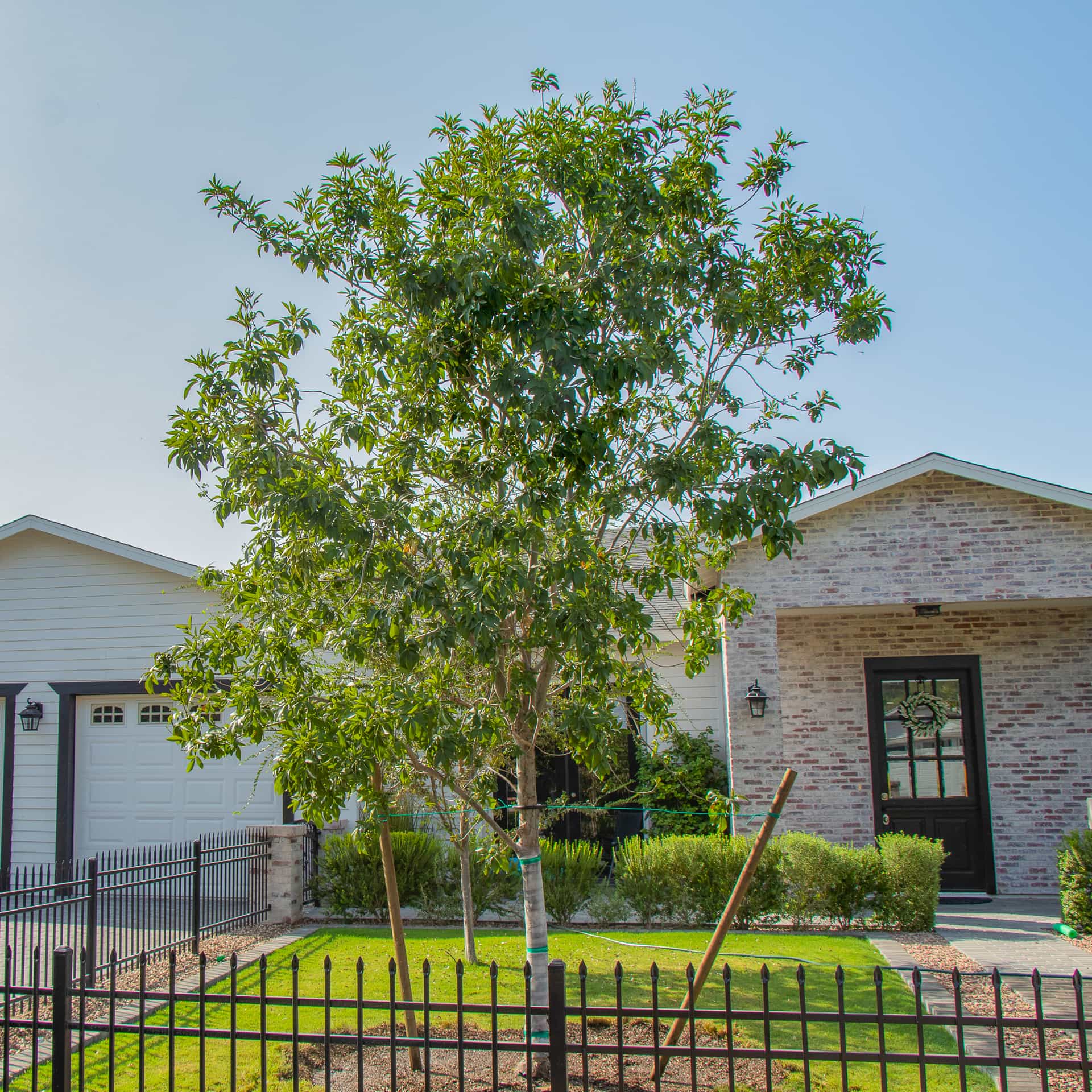 Fan Tex Ash | Fast Growers | Moon Valley Nurseries