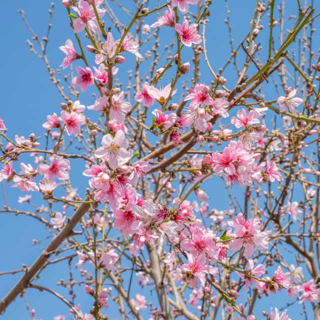Santa Rosa Plum | Citrus and Fruit | Moon Valley Nurseries