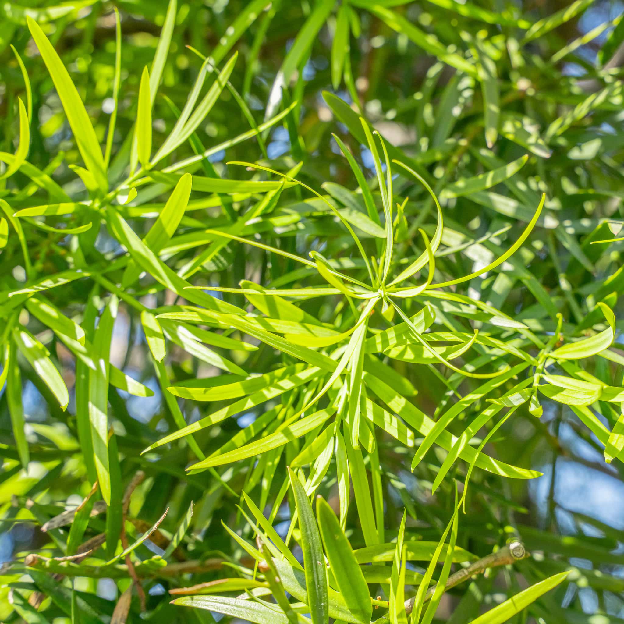 Podocarpus | Evergreen Tree | Moon Valley Nurseries
