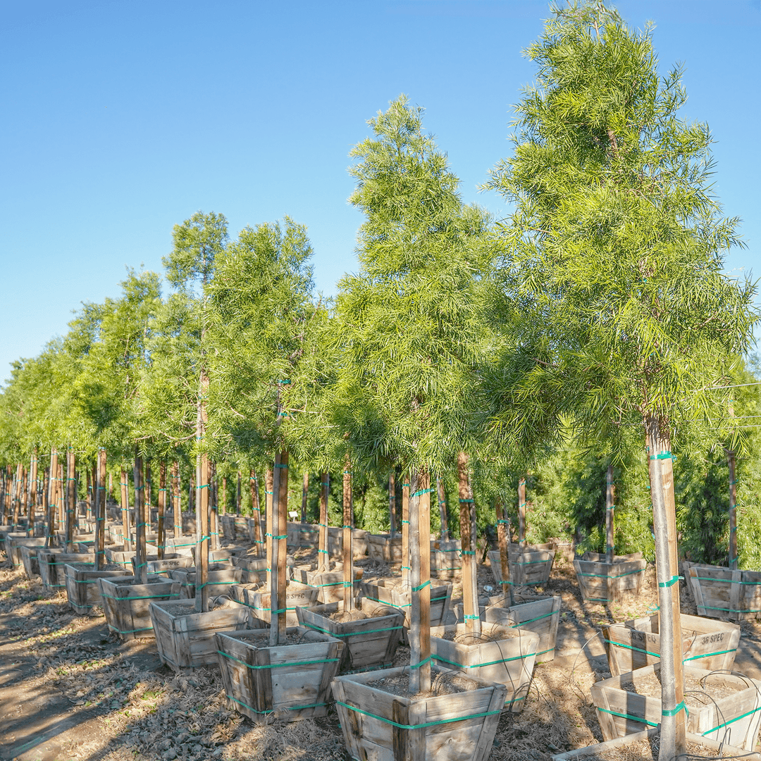 Podocarpus | Evergreen Tree | Moon Valley Nurseries