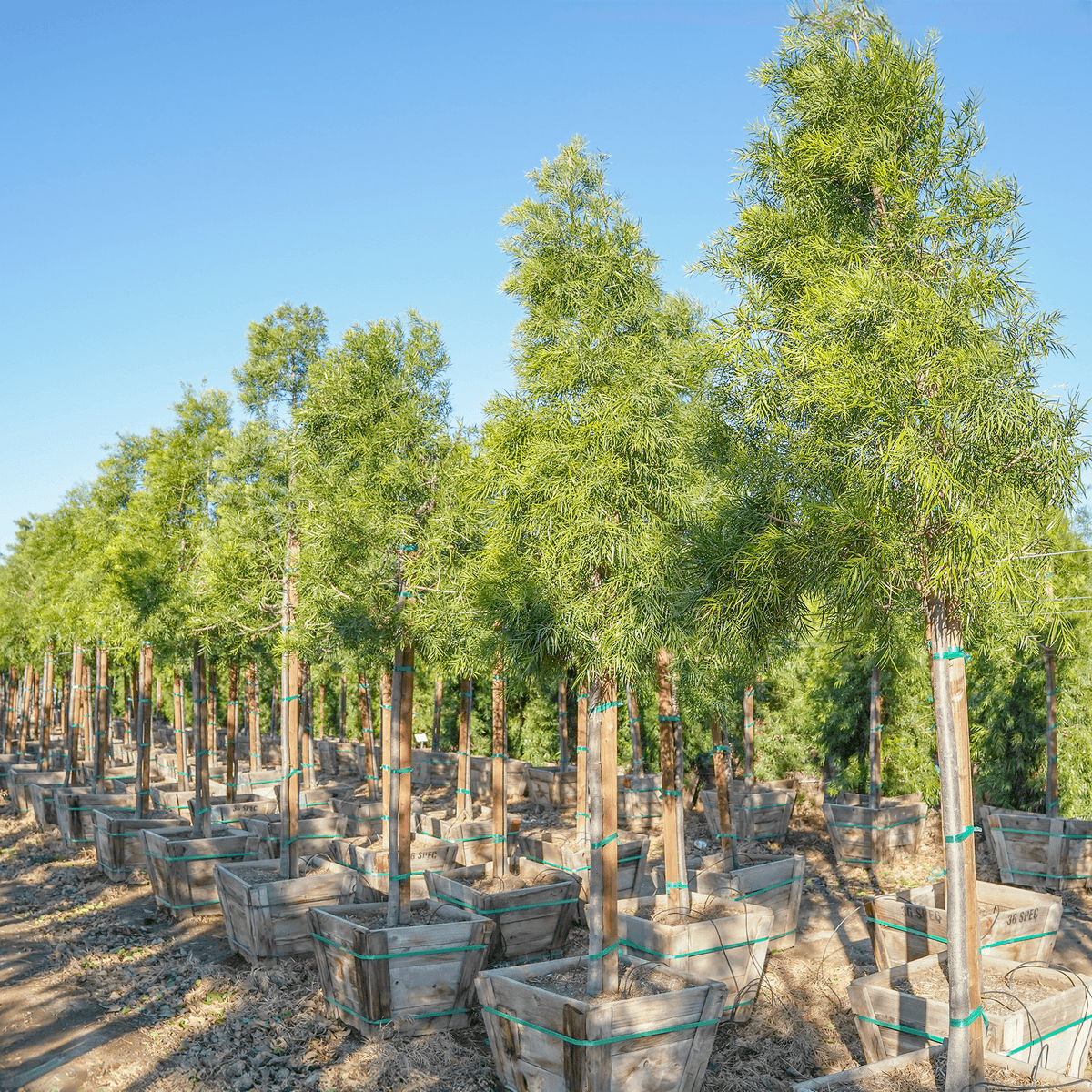 Podocarpus | Evergreen Tree | Moon Valley Nurseries