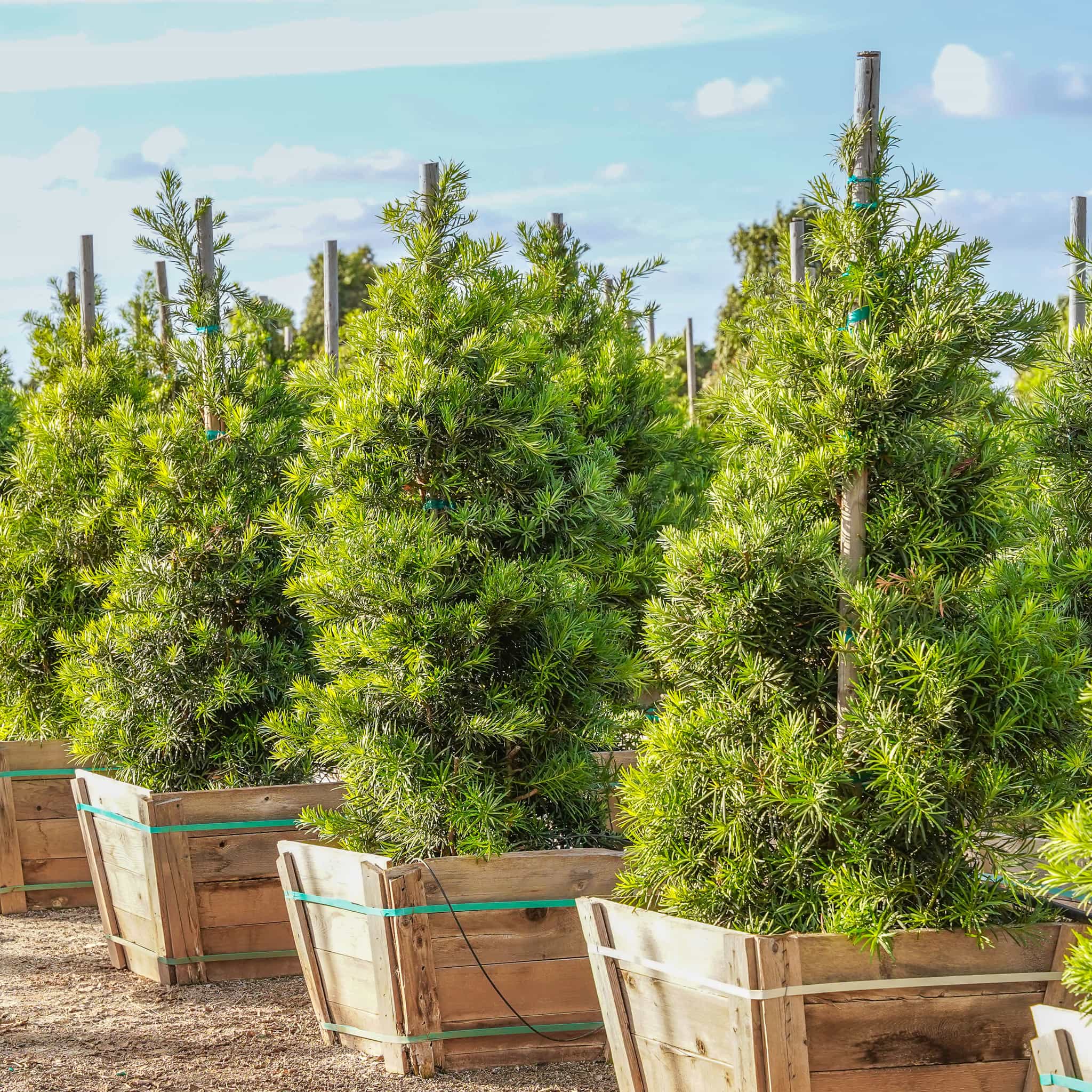 Podocarpus | Evergreen Tree | Moon Valley Nurseries