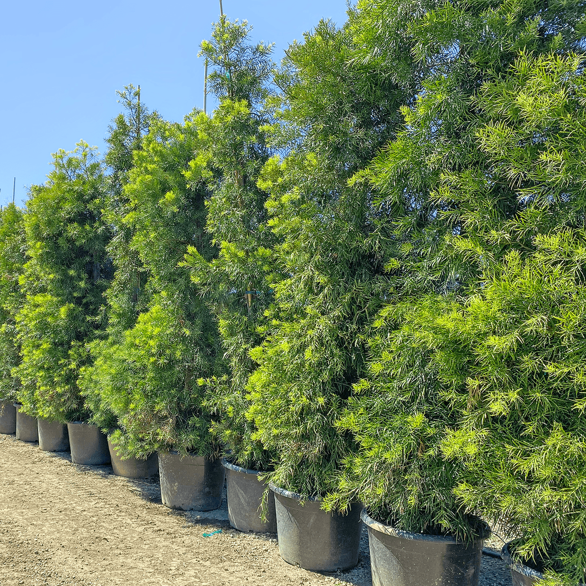 Podocarpus | Evergreen Tree | Moon Valley Nurseries