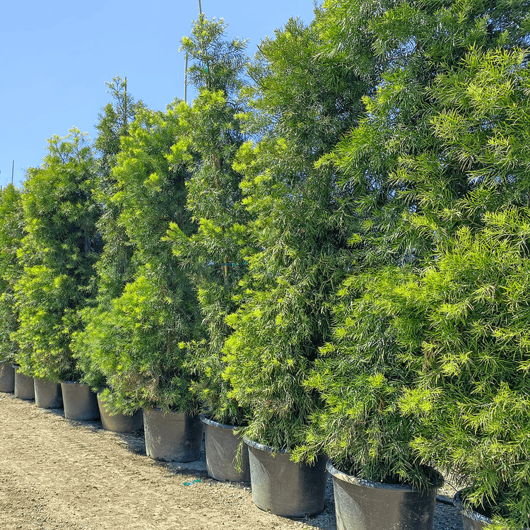 Podocarpus | Evergreen Tree | Moon Valley Nurseries
