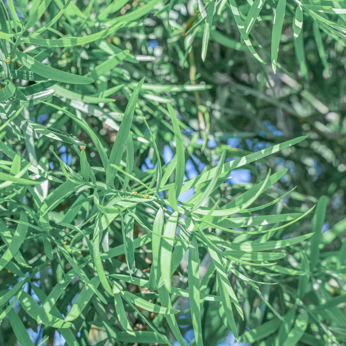 Icee Blue Podocarpus | Evergreen Trees | Moon Valley Nurseries
