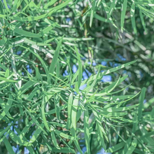 Icee Blue Podocarpus | Evergreen Trees | Moon Valley Nurseries