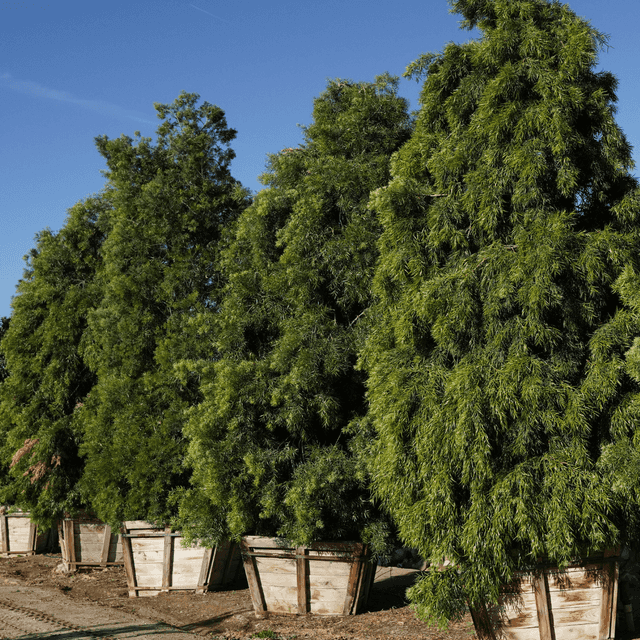 Podocarpus | Evergreen Tree | Moon Valley Nurseries