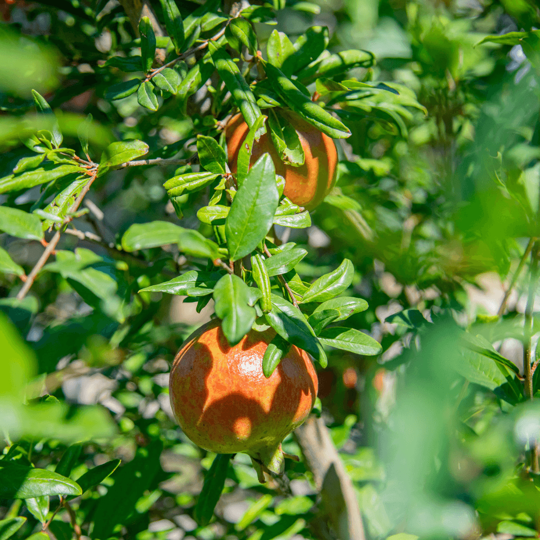 Pomegranate | Citrus and Fruit | Moon Valley Nurseries
