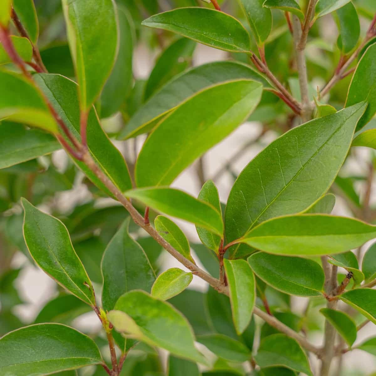 Japanese Privet | Hedge Trees | Moon Valley Nurseries