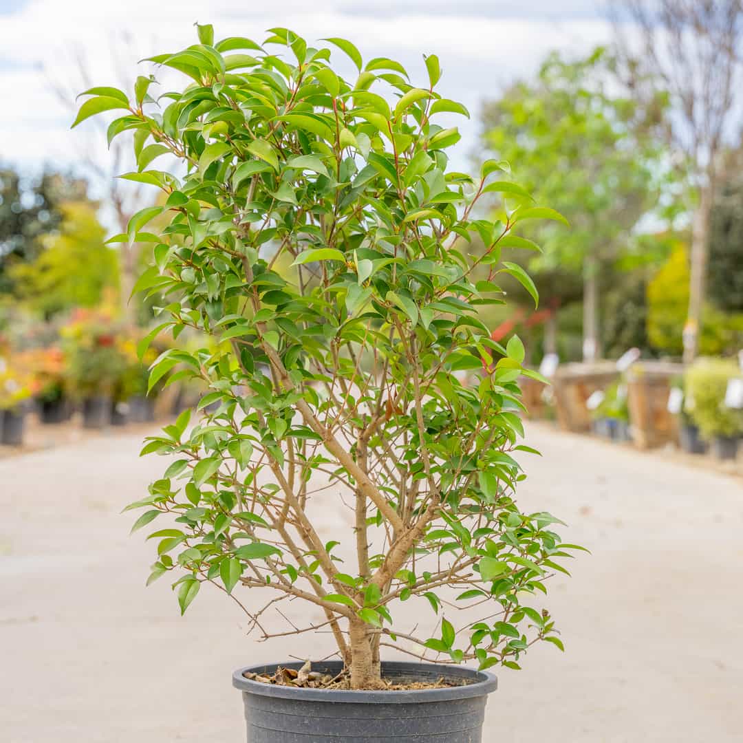 Moon Valley Nurseries