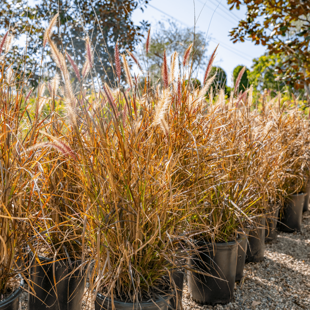Purple Fountain Grass | Shrubs | Moon Valley Nurseries