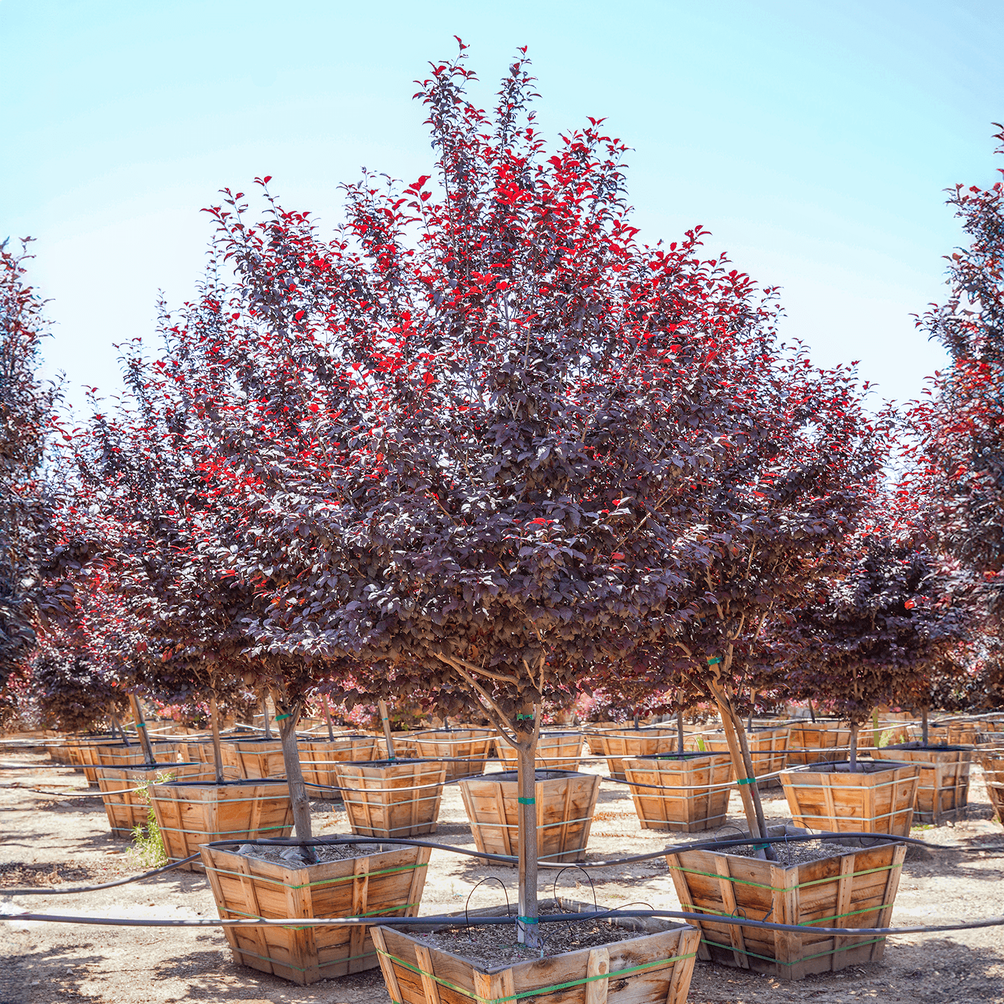 Shop Purple Leaf Plum Flowering Trees at Moon Valley Nurseries