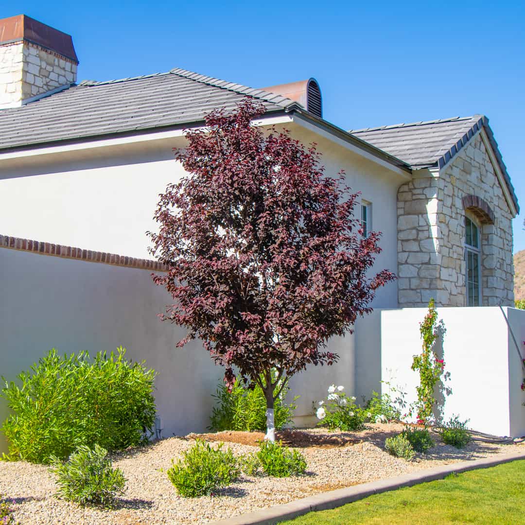 Shop Purple Leaf Plum Flowering Trees at Moon Valley Nurseries