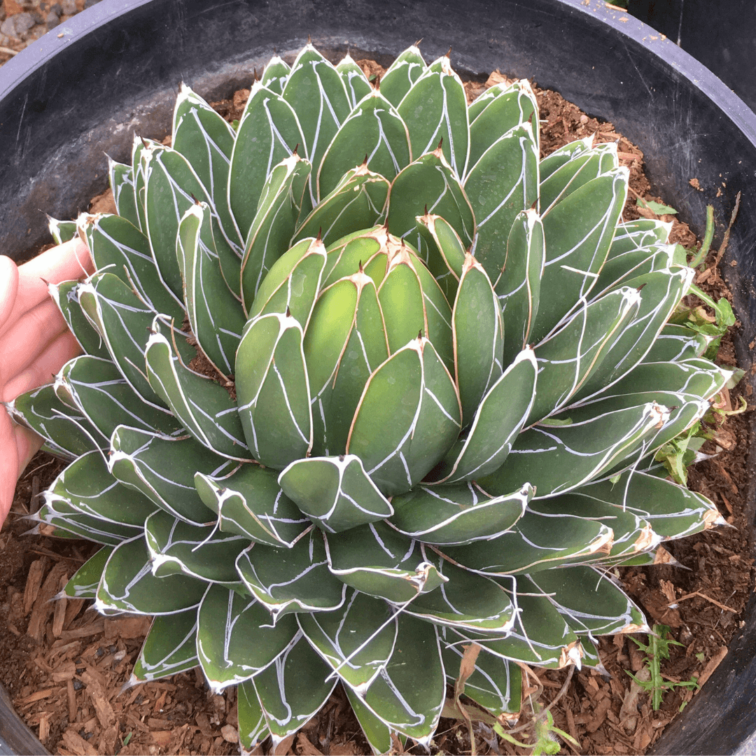 Queen Victoria Agave | Cacti Agave and More | Moon Valley Nurseries