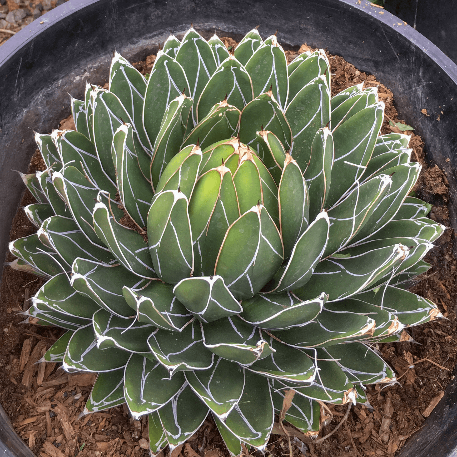 Blue Glow Agave | Cacti Agave and More | Moon Valley Nurseries