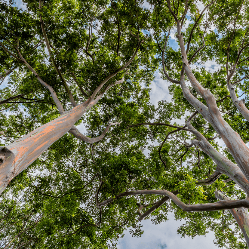 Rainbow Eucalyptus | Shade Tree | Moon Valley Nurseries