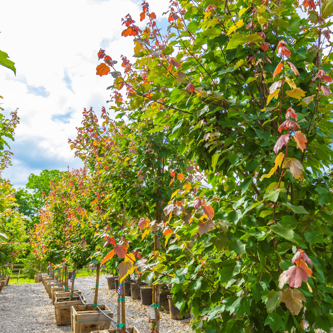 Premium Tree & Plant Nursery | Moon Valley Nurseries