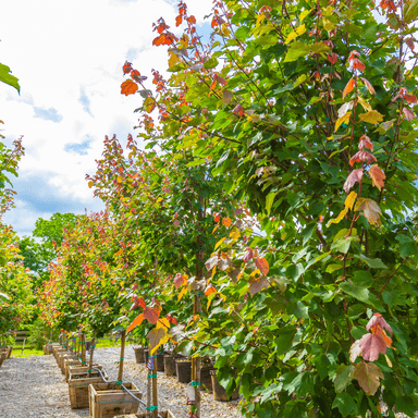 Premium Tree & Plant Nursery | Moon Valley Nurseries