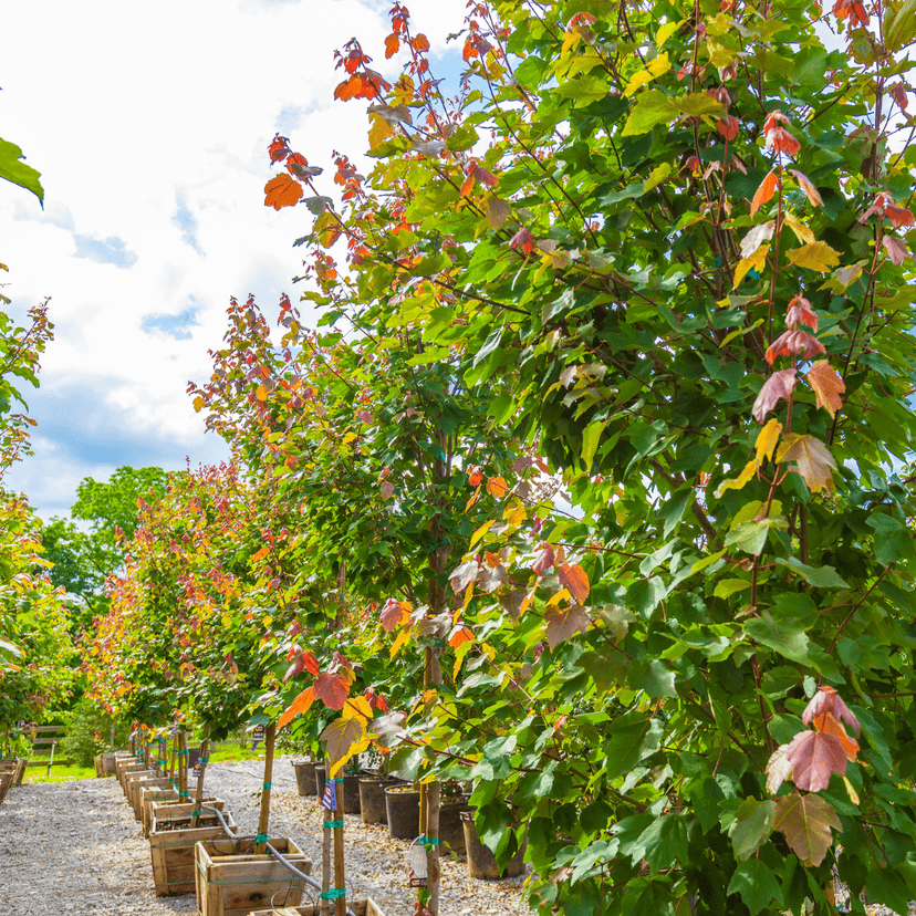 Premium Tree & Plant Nursery | Moon Valley Nurseries